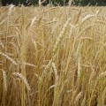 Organic Grains Grown • Weatherbury Farm • SW of Pittsburgh